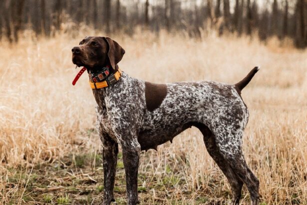 Κόκερ Σπάνιελ: Όσα πρέπει να ξέρετε για τη ράτσα αυτή • Zoofast